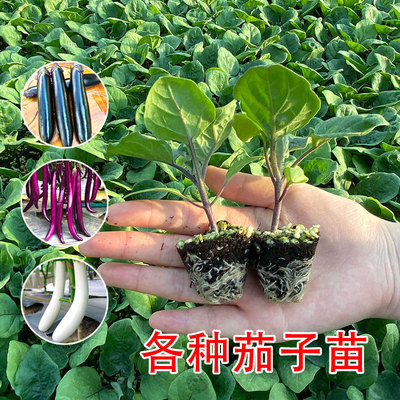 青茄子苗秧苗盆杭茄一号紫黑长茄