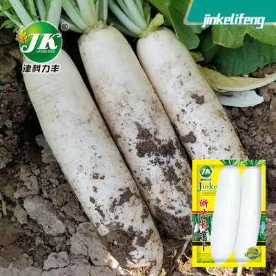 Zhejiang University Changbai Radish White Danan Panzhou Eve