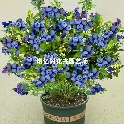 New seedling pot, blueberry tree, fruit seedlings, northern