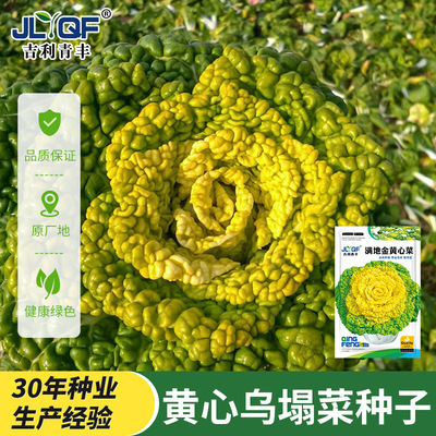 黄心乌菜种子乌塌菜种孑白菜雪里