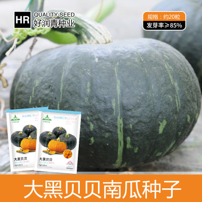 Big Black Baby Big Fruit Xie Hua Panel Chestnut Pumpkin Swe