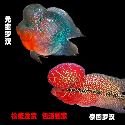元宝罗汉鱼淡水鸿运马骝泰国活体