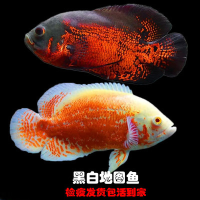 黑白地图鱼大黑地图鱼白地图鱼热带观赏鱼猪仔鱼地图鱼苗好养淡水