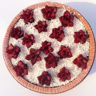 速发罗宾多肉色云系火焰东红血罗绿植实物拍摄多肉植物