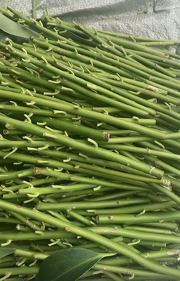 正宗广西古龙大红八角嫁接枝条罗马东荣陈平二扭品种顺丰包邮