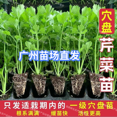 广东香芹苗本地小香芹秧苗南方当季种植蔬菜苗秧现拔带土发货