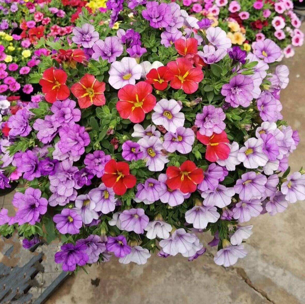 百万小铃/舞春花吊兰/重瓣矮牵牛/喇叭花/阳台庭院花卉植物/重庆