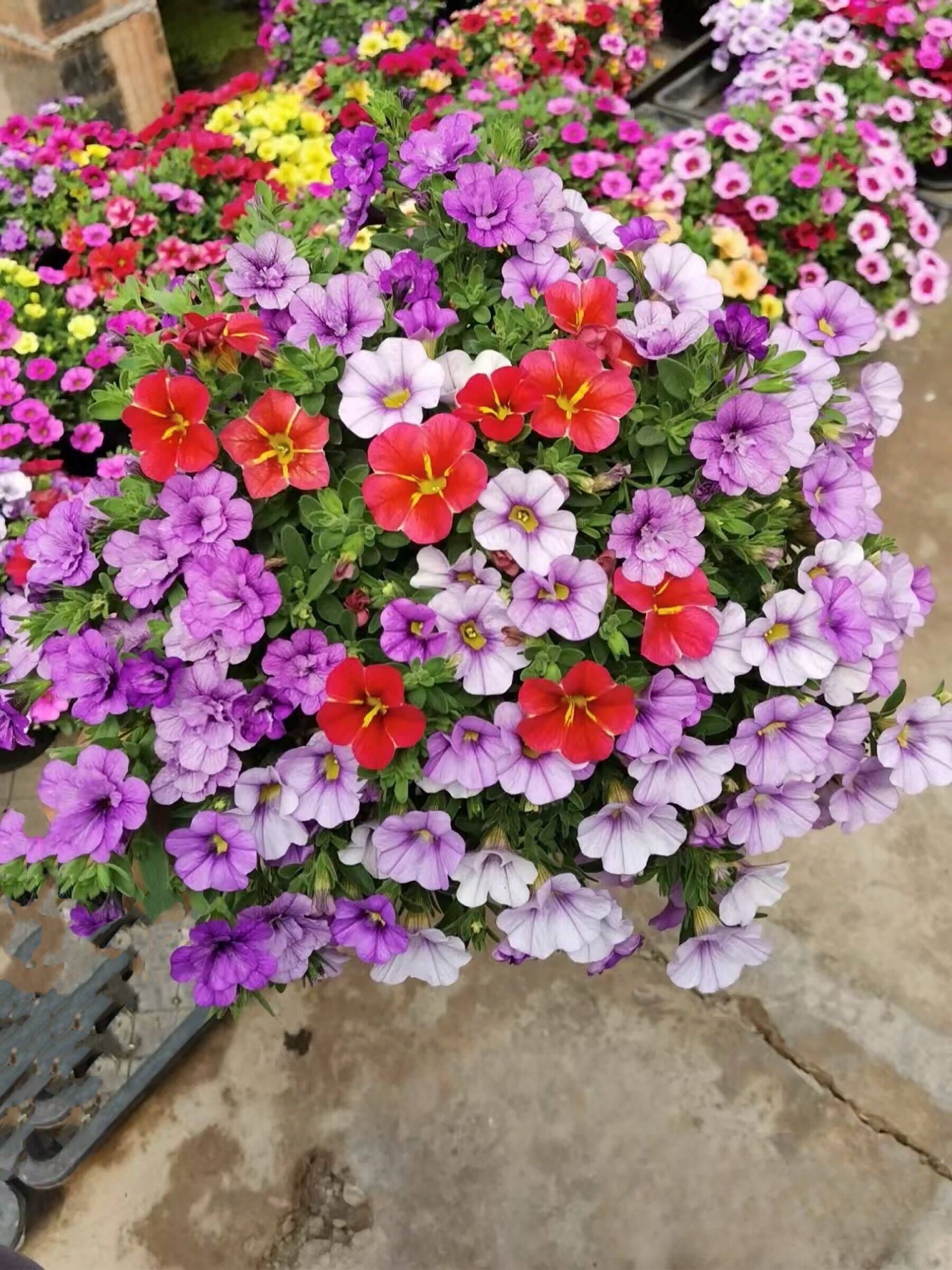 百万小铃/舞春花吊兰/重瓣矮牵牛/喇叭花/阳台庭院花卉植物/重庆