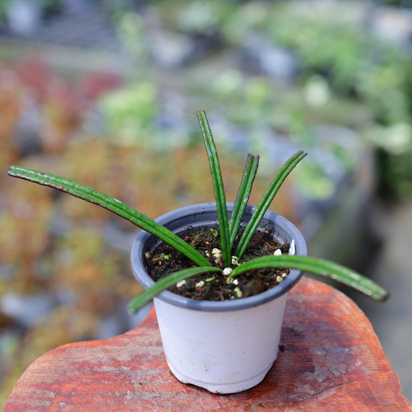 岛屿(叶)球兰Hoya insularis珍稀品种阳台植物治愈系