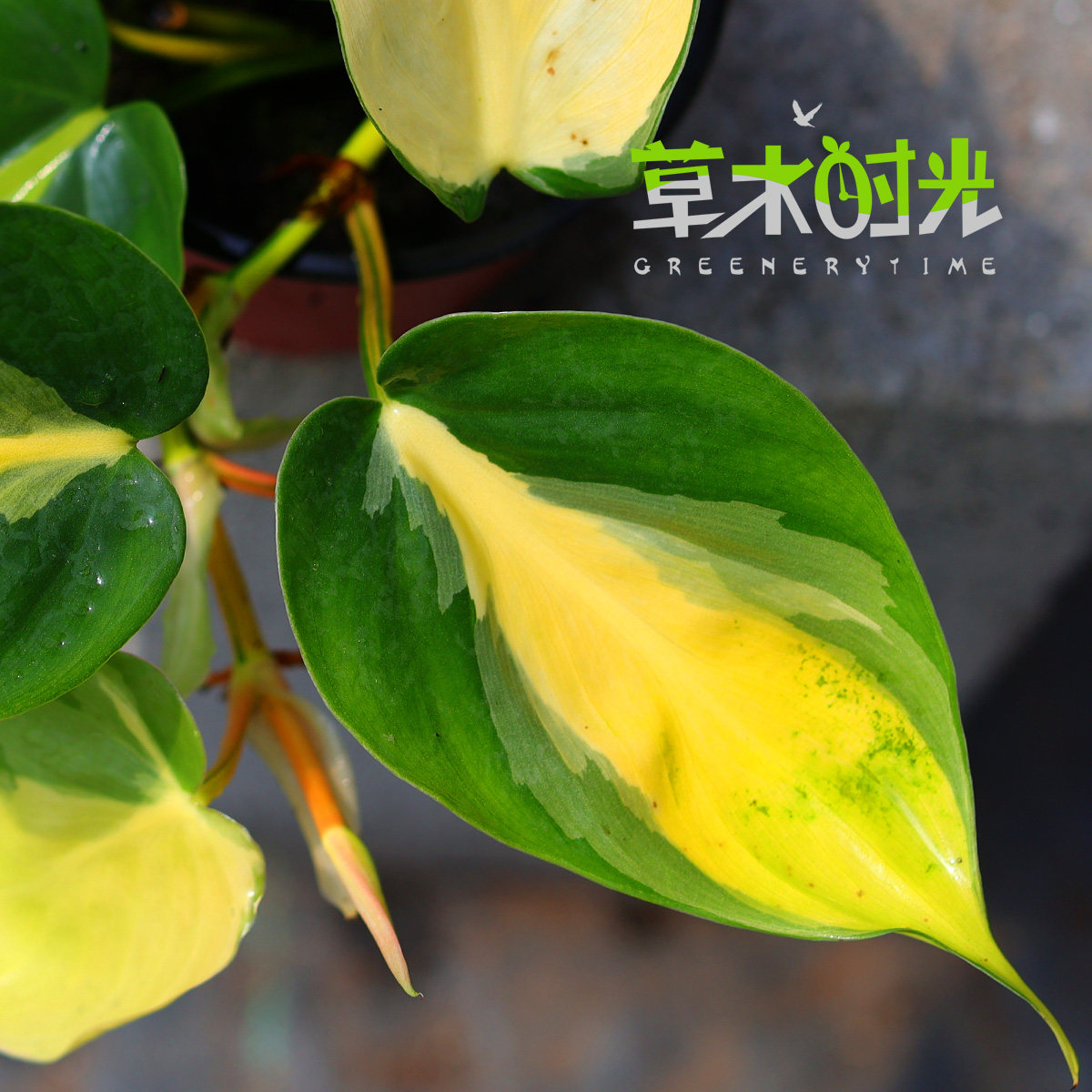 奶油飞溅蔓绿绒 进口锦化植物 北欧Ins风室内耐阴垂吊观叶植物
