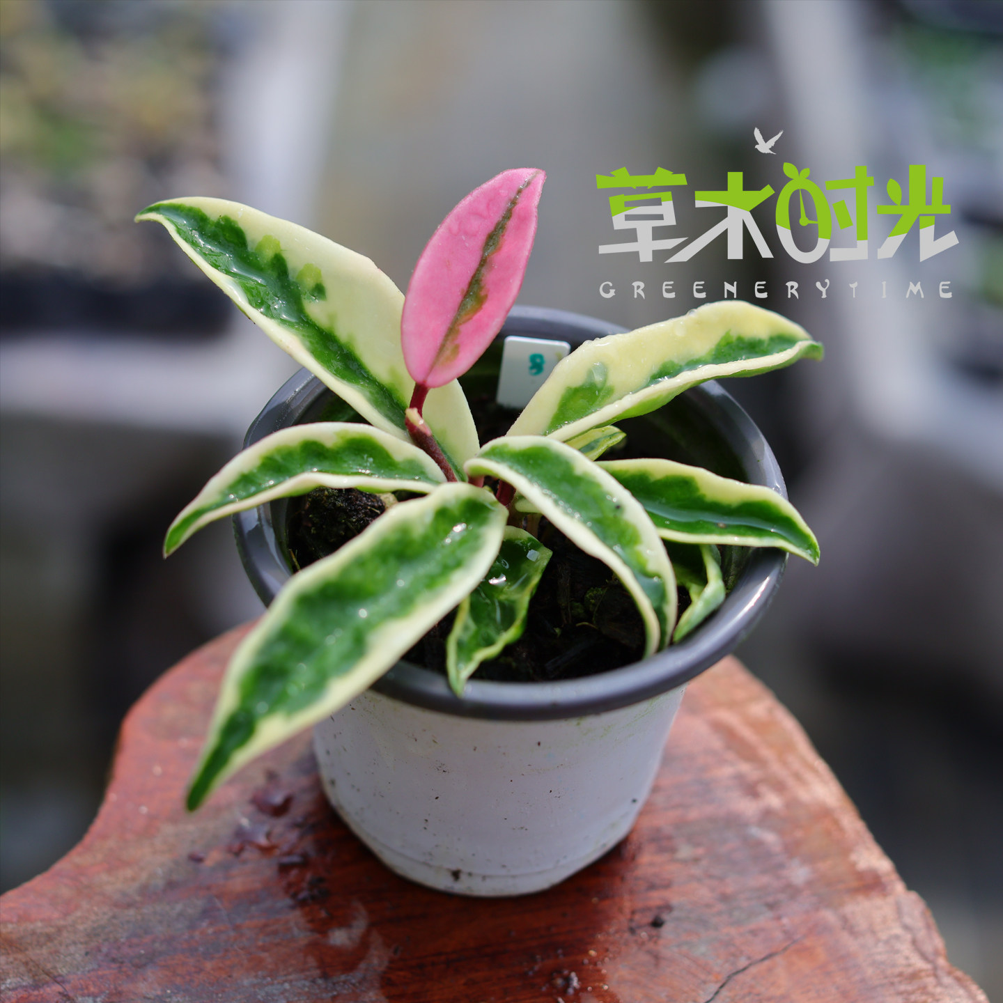克林克外锦球兰 (Hoya Krinkle out)珍稀品种阳台植物治愈系