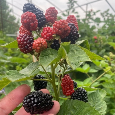 双季黑莓PK45 153组培 波森莓 树莓 绿植庭院阳台南北方种植