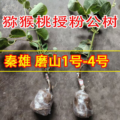 嫁接徐香磨山1号猕猴桃授粉树秦雄401猕猴桃公树授粉猕猴桃公树苗