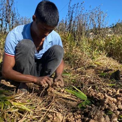 老品种生态青姜青色不是坏