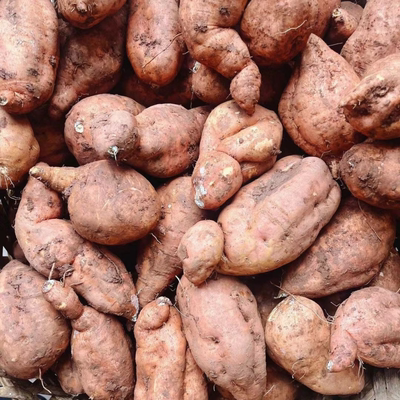 小林淘品红薯四川乐山犍为