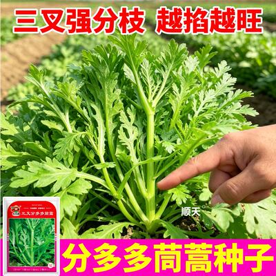 当季新种分多多茼蒿蔬菜种子侧枝多多茬采收蔬菜种子阳台盆栽种植