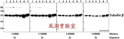 内参抗体Bioworld微管蛋白-β多克隆抗体/单克隆抗体WB/IP/IHC/IF