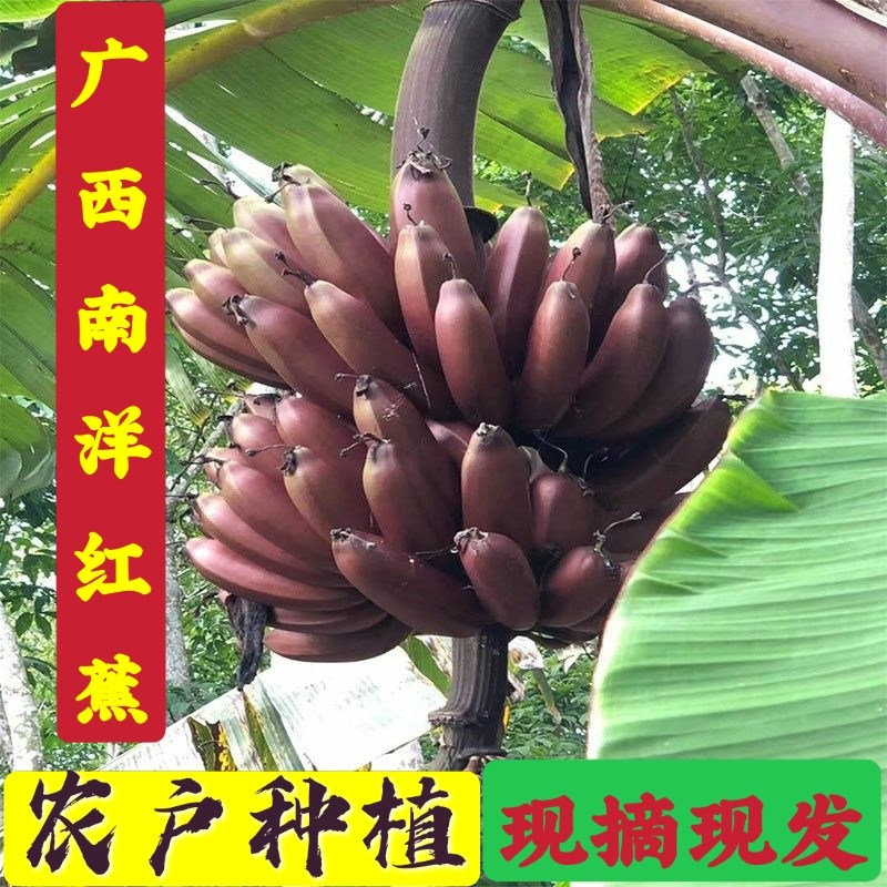 广西南洋红蕉精品美人蕉5斤自然熟现摘红蕉非香蕉米蕉严选泡沫箱