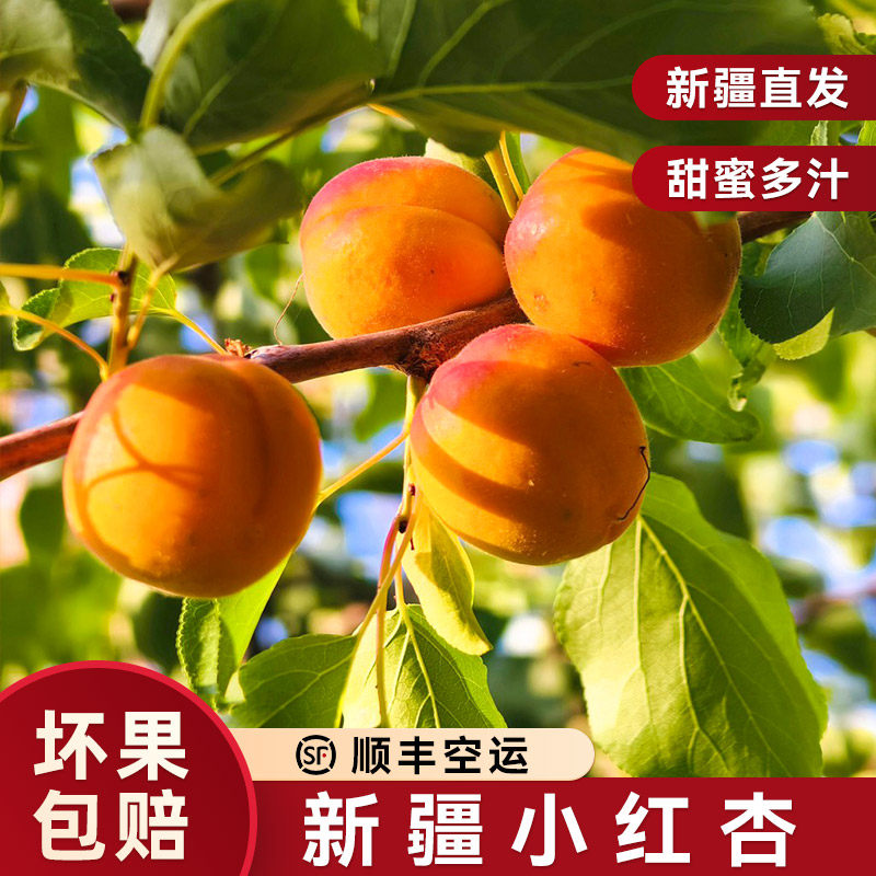 新疆小红杏阿克苏吊干杏新鲜水果胭脂轮台杏伊犁小白杏整箱包邮