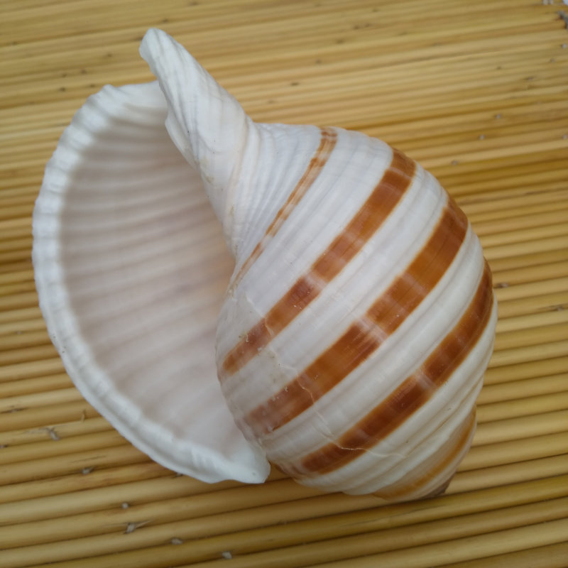 天然海螺贝壳花点琴螺水族鱼缸造景卷贝鱼繁殖寄居蟹换壳多肉盆栽