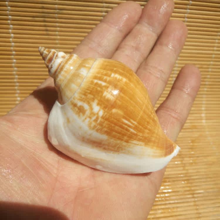 天然海螺贝壳富贵凤凰螺 鱼缸造景橱窗设计装饰 收藏标本螺