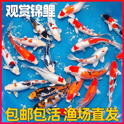 正宗日本锦鲤水花鱼苗活体易养耐活大正三色淡水鱼冷水鱼观赏鱼