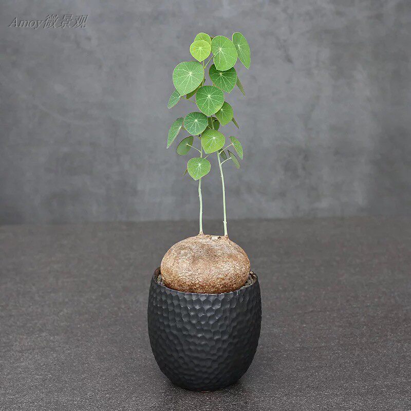 山乌龟金不换地不容血藤阳台植物爬藤红藤盆栽水培多肉圆叶吸甲醛