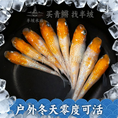 半坡青鳉王华冷水观赏