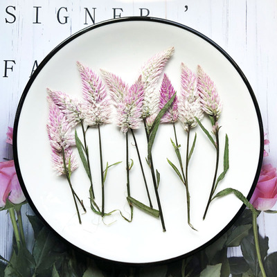 凤尾草干花相框火漆贺卡书签团扇