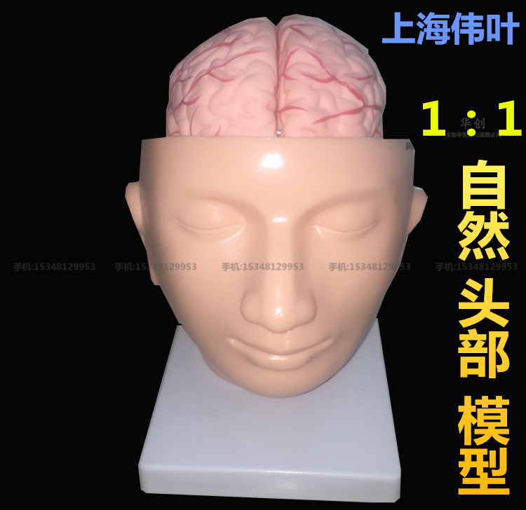 教学仿真颅脑模型人体颅骨附脑头骨头颅大脑标本颅脑解剖脑动脉