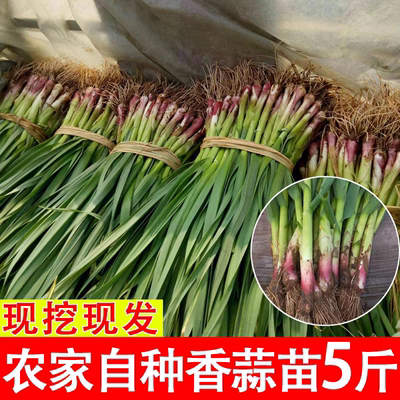 现挖新鲜红皮蒜苗红根青大蒜苗