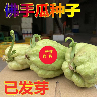 佛手瓜发芽老瓜丰收瓜洋瓜洋丝瓜窝瓜合手瓜土耳瓜爬藤瓜可食茎叶