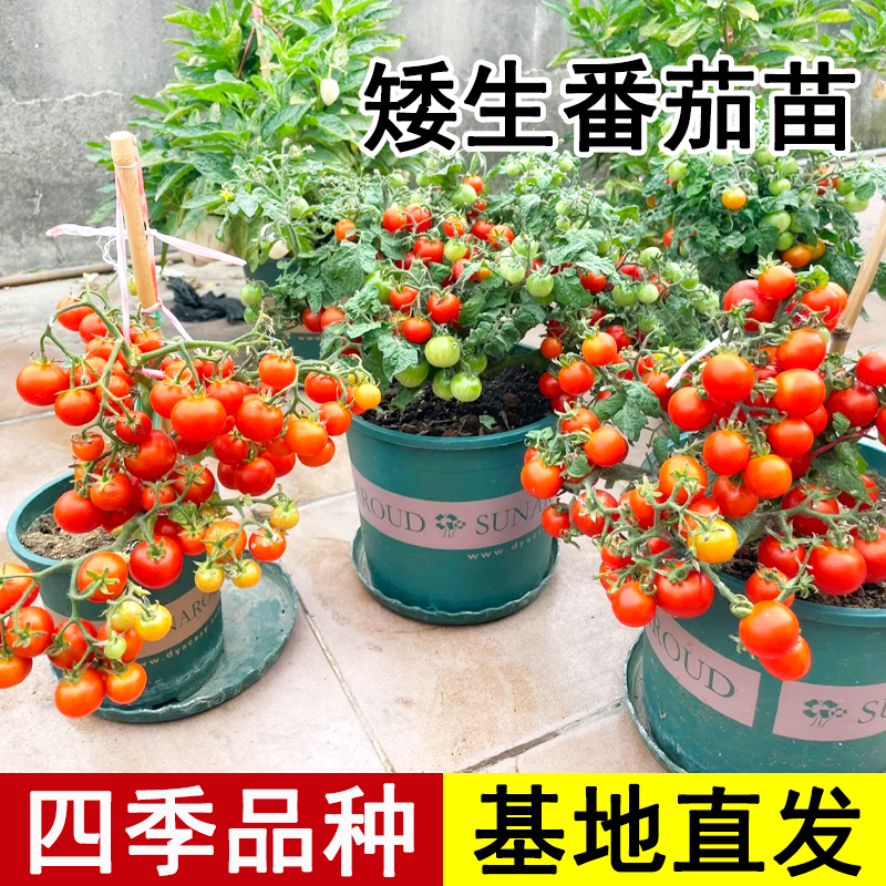 寿光矮生盆栽小番茄苗秧苗水果种子西红柿籽种圣女果蔬菜菜苗种苗