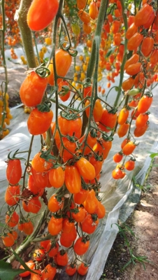 F1抗TY韩国小番茄种子橙橡子5粒4.9元满28元包邮