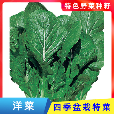 绿色特大盆栽高产韩国进口种子籽