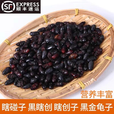 山东特产黑眼瞎撞子金龟子油壳朗食用昆虫子满两斤顺丰包邮