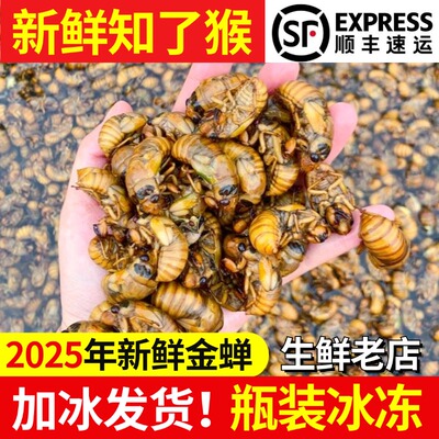【顺丰】新鲜金蝉知了猴爬叉当季
