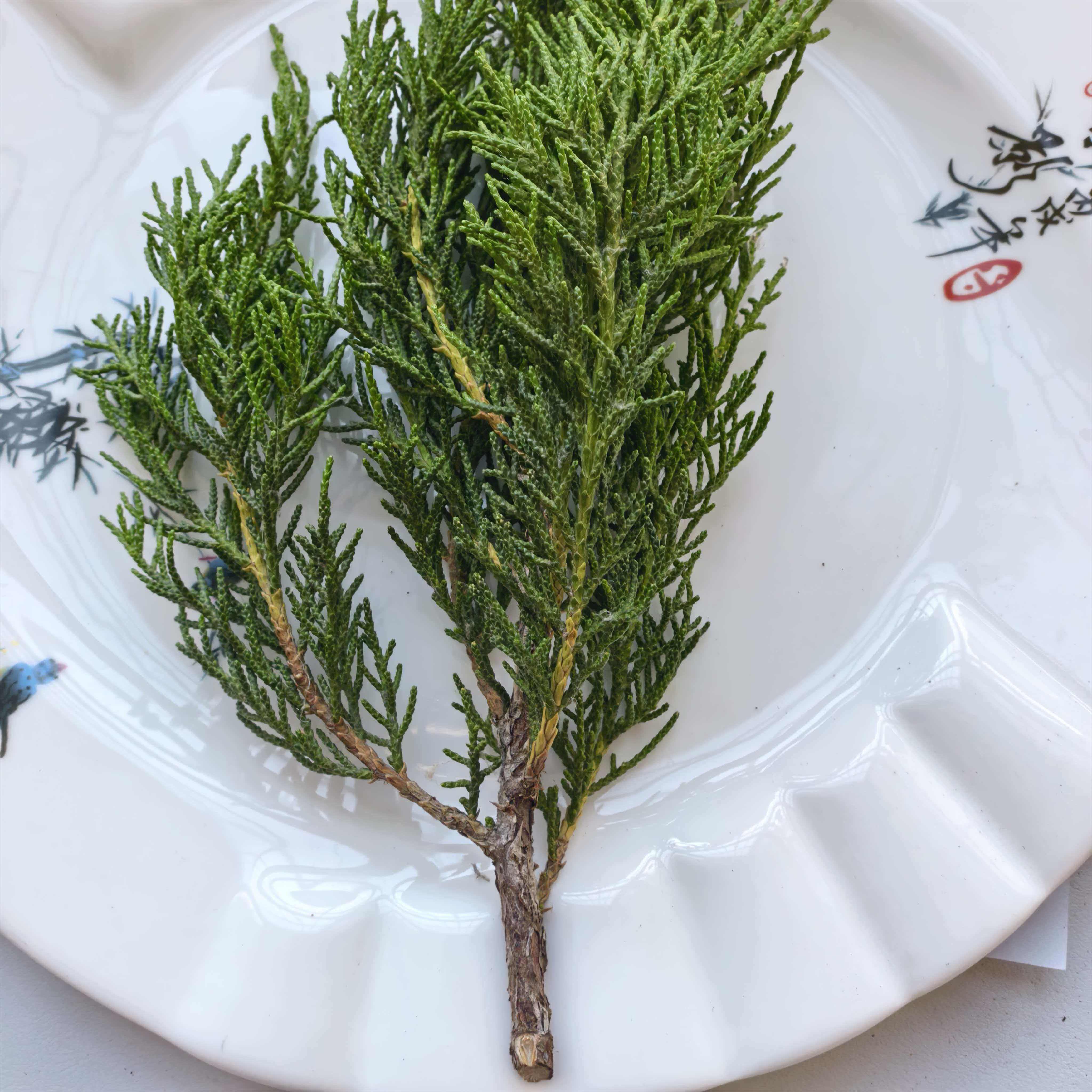 新鲜柏叶天然松针杉树枝摆件真花圣诞装饰材料拍摄DIY手工花环