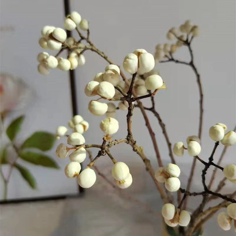 【小白果】北欧民宿风格装饰插花 乌桕果 森系干果花环材料小白豆