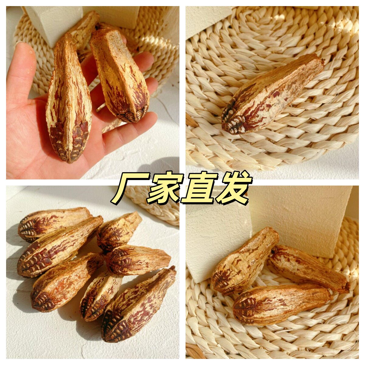 【桃花心木果】果进口天然植物干花果实居家软装创意干花拍照道具