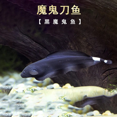 魔鬼刀热带观赏黑魔鬼刀羽毛鱼线翎光背电鳗观赏鱼黑羽毛活体招财