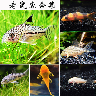 鼠鱼活体冷水垃圾清洁工具