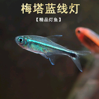 蓝线精灵鱼热带鱼梅塔蓝线灯精灵蓝线南美草缸小型淡水观赏鱼活体