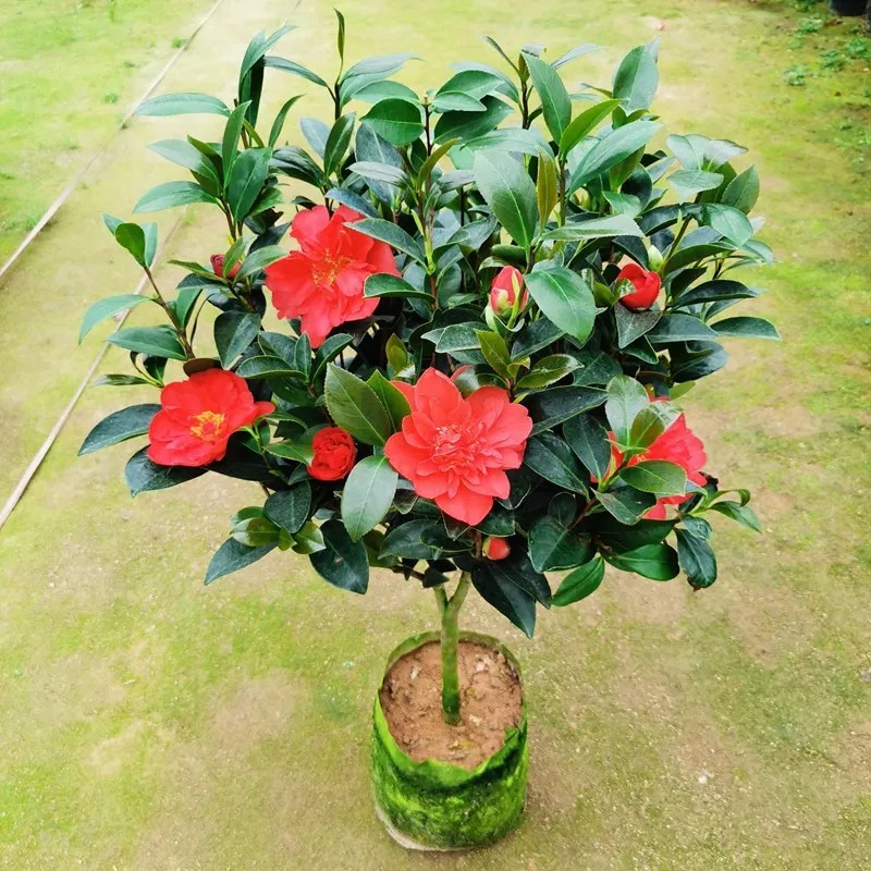 四季茶花重瓣山茶花盆栽树苗四季开花不断室内外阳台庭院绿植花卉