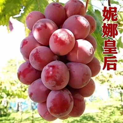 阳光玫瑰甜蜜蓝宝石秋天清脆深红无籽浪漫红颜黑皇各种葡萄苗