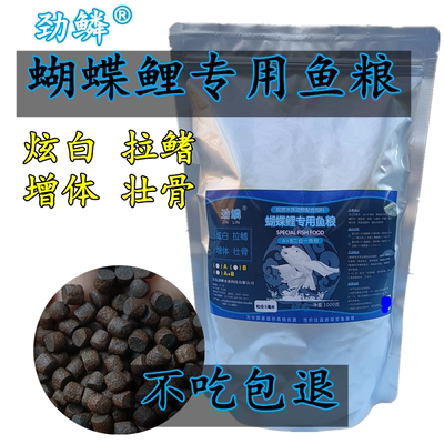 蝴蝶鲤育成观赏鱼幼鱼增白发鳍