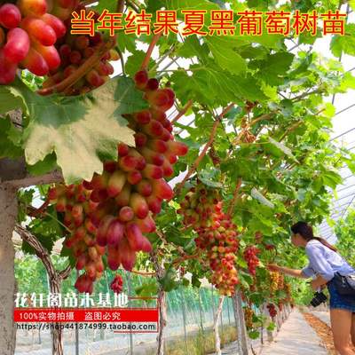 当年结果夏黑葡萄树苗庭院爬藤果树苗盆栽地栽苗南方北方种植苗