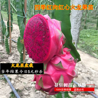 四季红肉红心火龙果苗盆栽阳台室内当年结果种植南北方种植果树苗