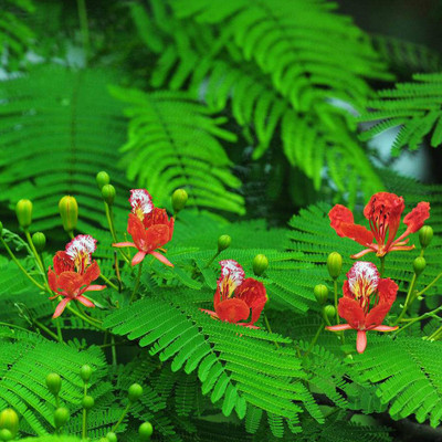 凤凰优质红花楹盆栽包成活树苗