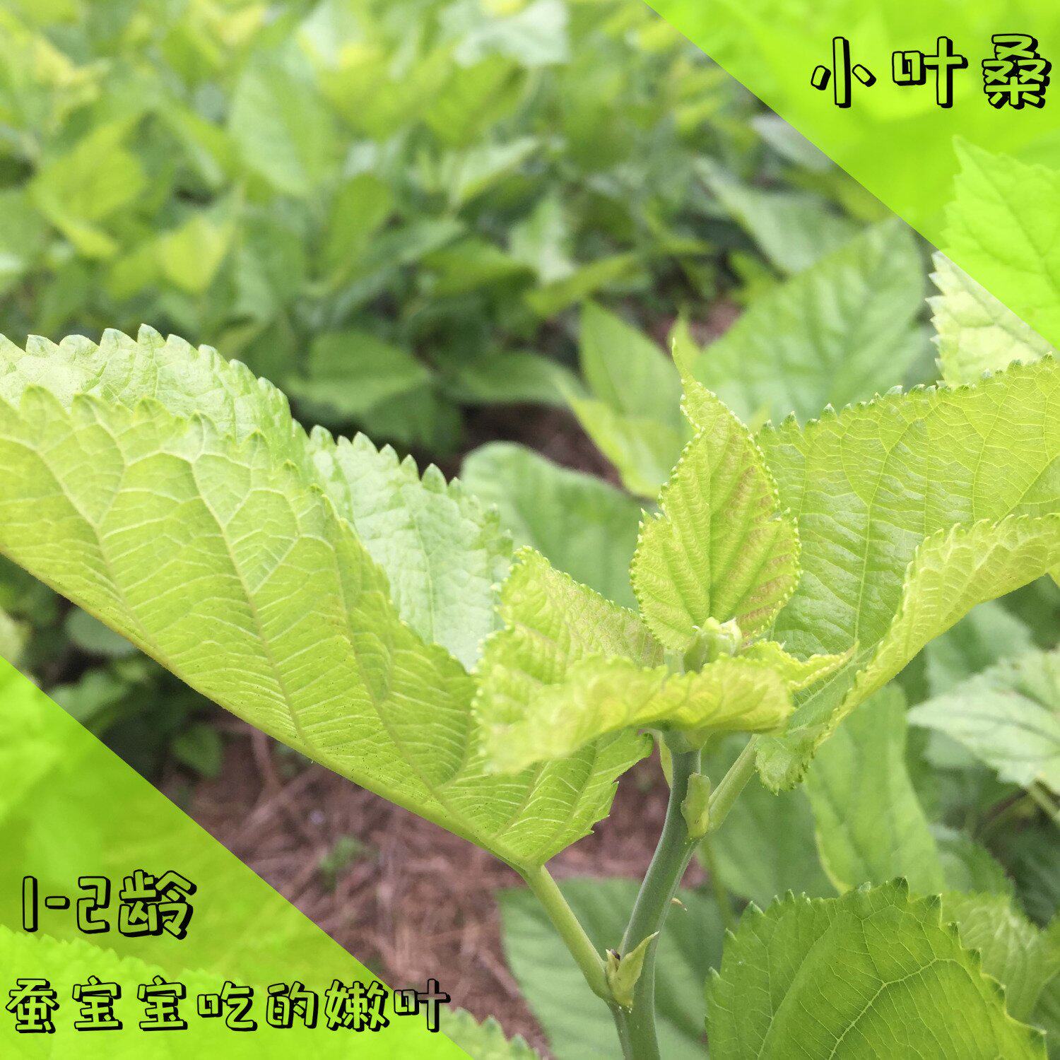 广西农家1斤500克桑叶蚕宝宝食物蚕叶嫩桑叶霜降桑叶养蚕宝宝桑叶
